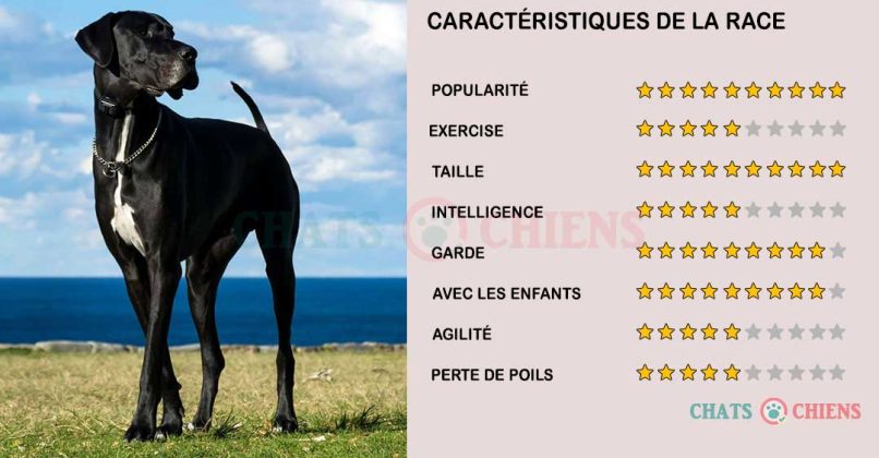 Dogue allemand : Caractéristiques - Caractère - Santé - Chiens Chats
