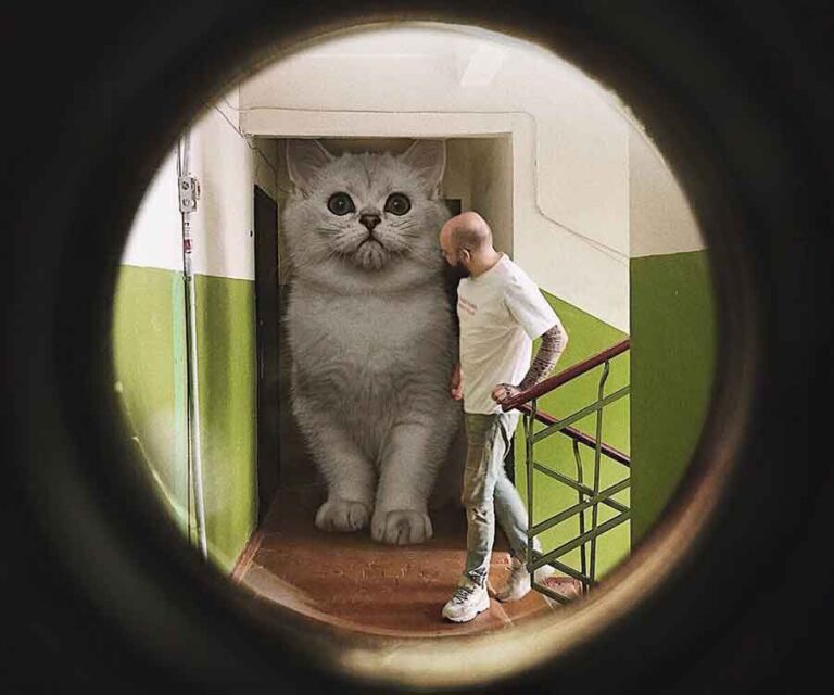 À quoi ressemblerait le monde si les chats étaient plus grands (30 ...