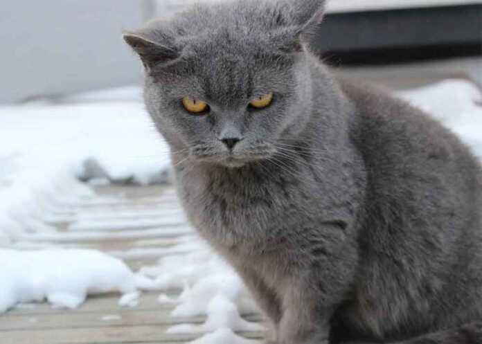 5 raisons pour lesquelles vous aimerez un chat Chartreux - Chats et Chiens