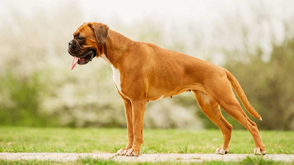 Boxer : caractéristiques, caractère, santé, alimentation et prix