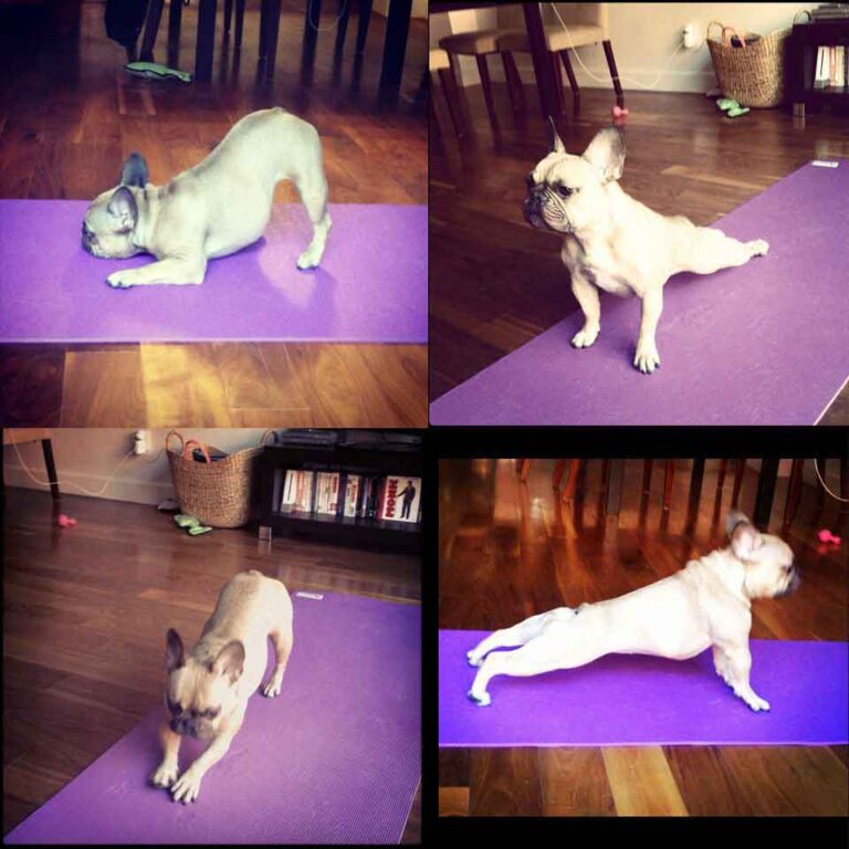 Ces 11 chiens vous apprendront comment faire du yoga - Chats et Chiens