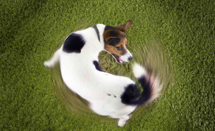 Pourquoi mon chien court après sa queue ? - Chats et Chiens