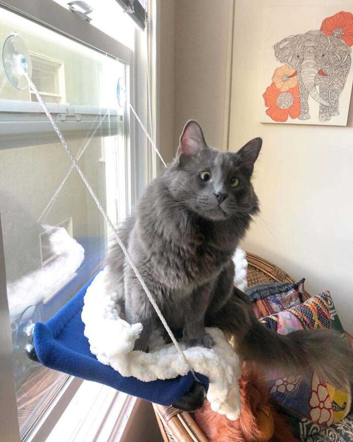 Un adorable chat qui louche a conquis le cœur des internautes - Chats ...