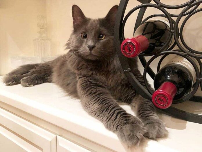 Un adorable chat qui louche a conquis le cœur des internautes - Chats ...