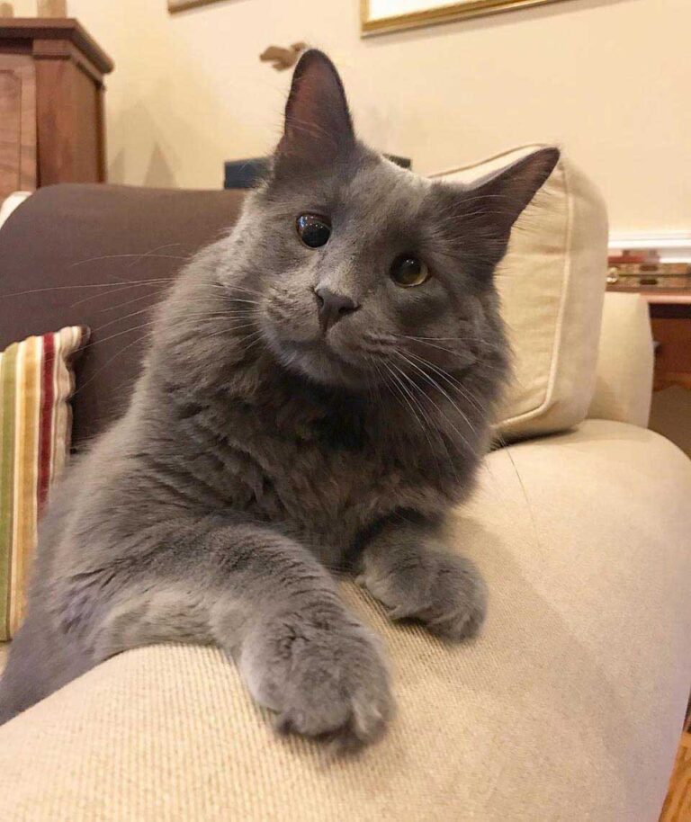 Un adorable chat qui louche a conquis le cœur des internautes - Chats ...