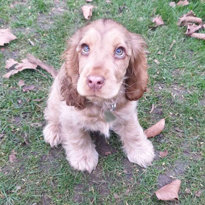 Winnie, le cocker qui a les yeux d’une princesse Disney - Chats et Chiens