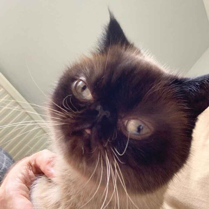 Voici Ikiru, le chat avec la langue qui a conquis Internet (30 photos ...