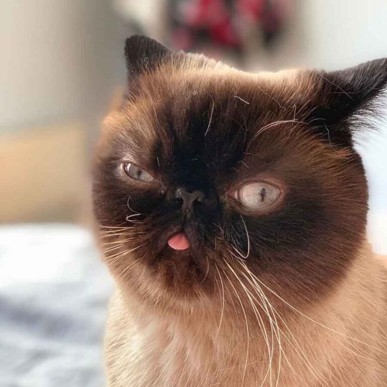 Voici Ikiru, le chat avec la langue qui a conquis Internet (30 photos ...