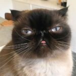 Voici Ikiru, le chat avec la langue qui a conquis Internet (30 photos ...
