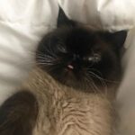 Voici Ikiru, le chat avec la langue qui a conquis Internet (30 photos ...
