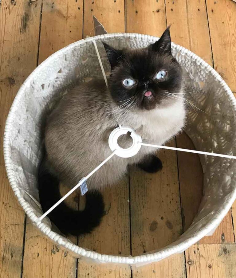 Voici Ikiru, le chat avec la langue qui a conquis Internet (30 photos ...
