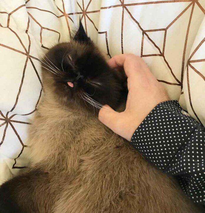 Voici Ikiru, le chat avec la langue qui a conquis Internet (30 photos ...