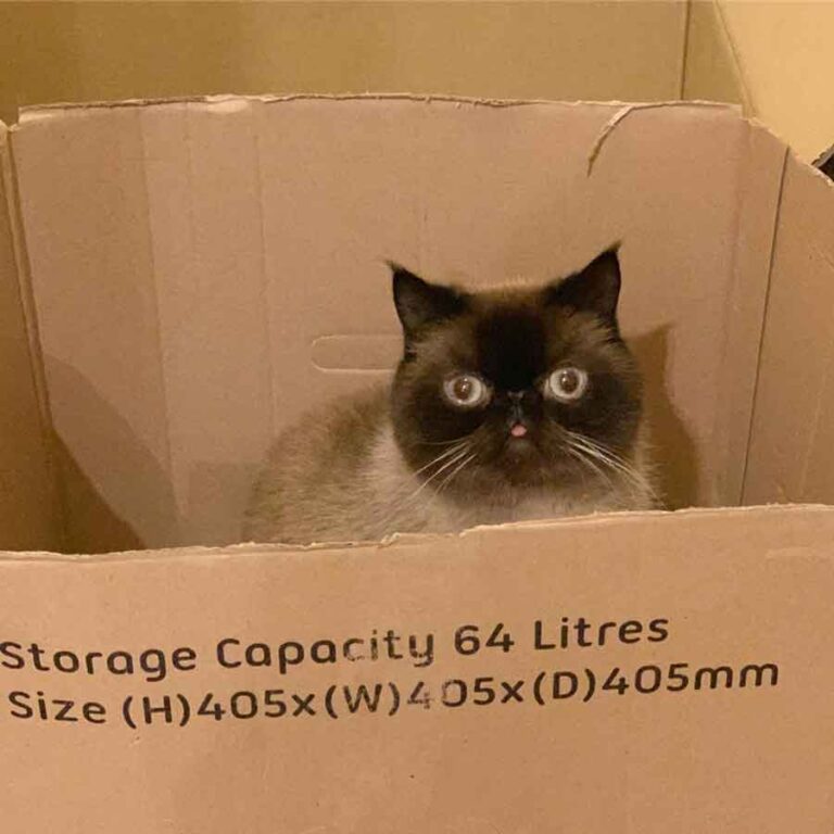 Voici Ikiru, le chat avec la langue qui a conquis Internet (30 photos ...