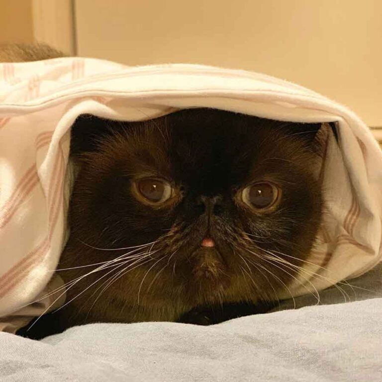 Voici Ikiru, le chat avec la langue qui a conquis Internet (30 photos ...