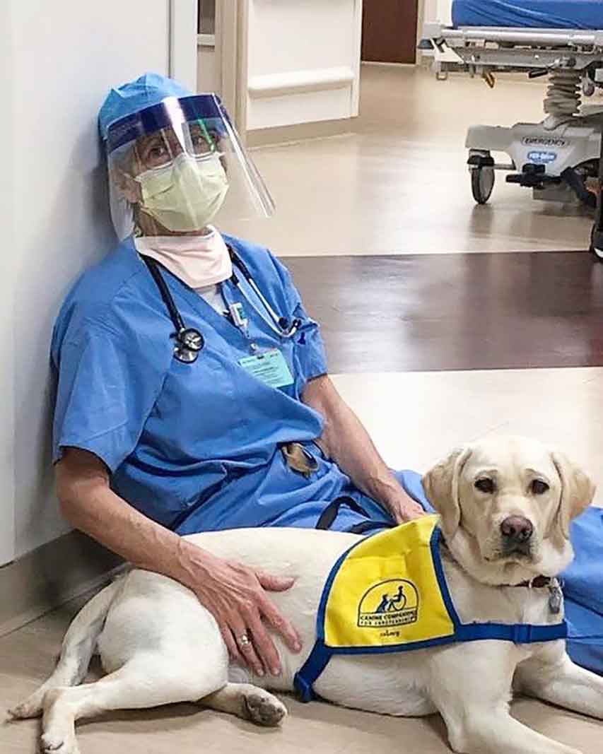Un chien de thérapie aide à réconforter les médecins qui combattent le ...