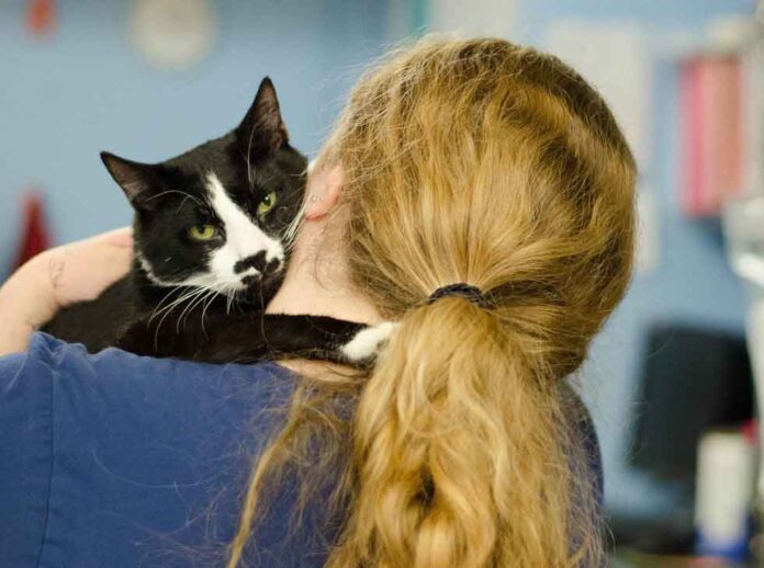 Ce doux chat d'un refuge donne des câlins à tous ceux qu'il rencontre ...