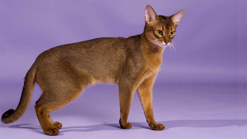 Abyssin : Caractéristiques – Caractère – Santé - Chats et Chiens
