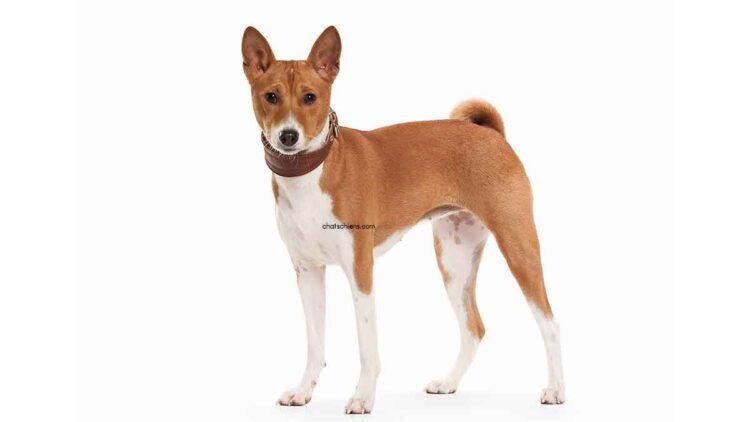Basenji : caractéristiques, caractère, santé, alimentation et prix