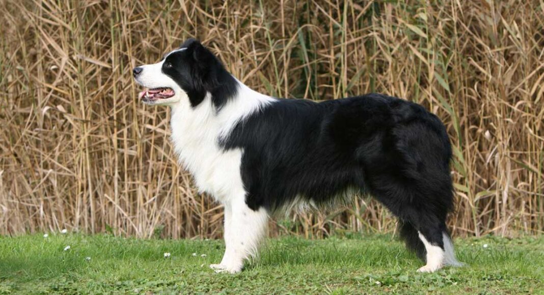 Border collie : Caractéristiques - Caractère - Santé - Chiens Chats