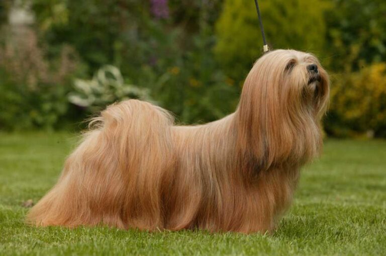 16 chiens à poil long que vous devez absolument voir - Chats et Chiens