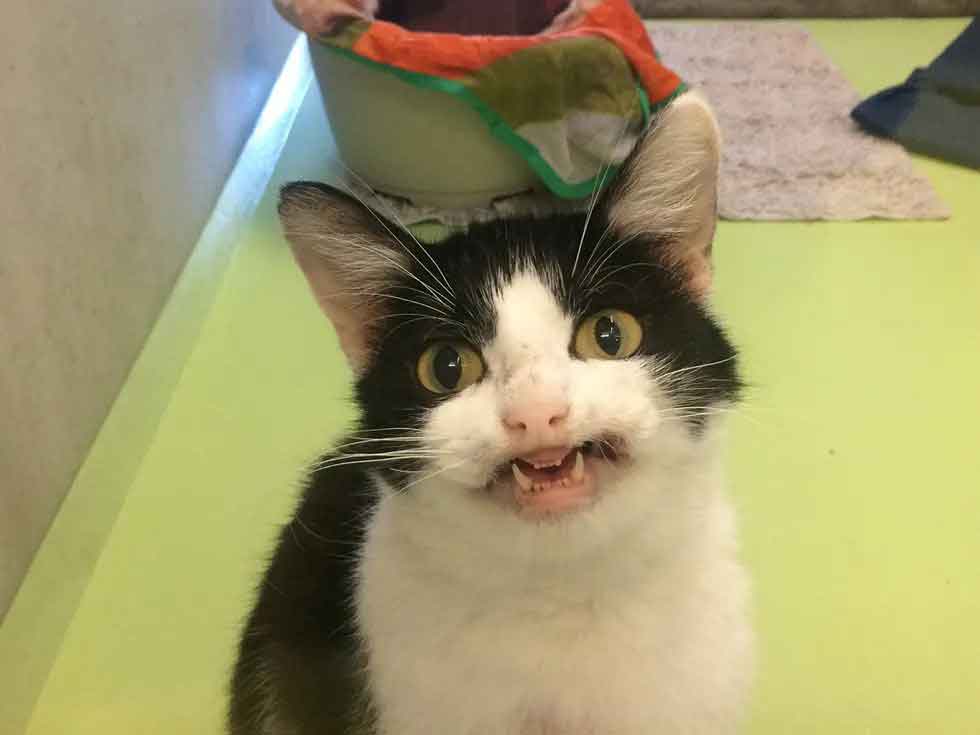 Un Chat sourit à tous ceux qui visitent le refuge espérant d’être ...