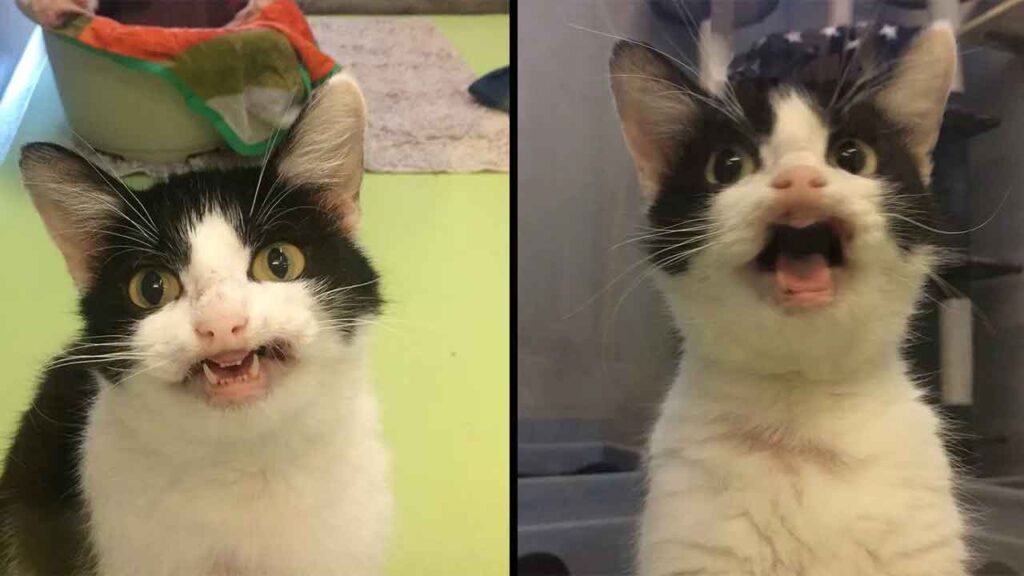 Une chatte sourit à tous ceux qui visitent le refuge espérant d’être ...