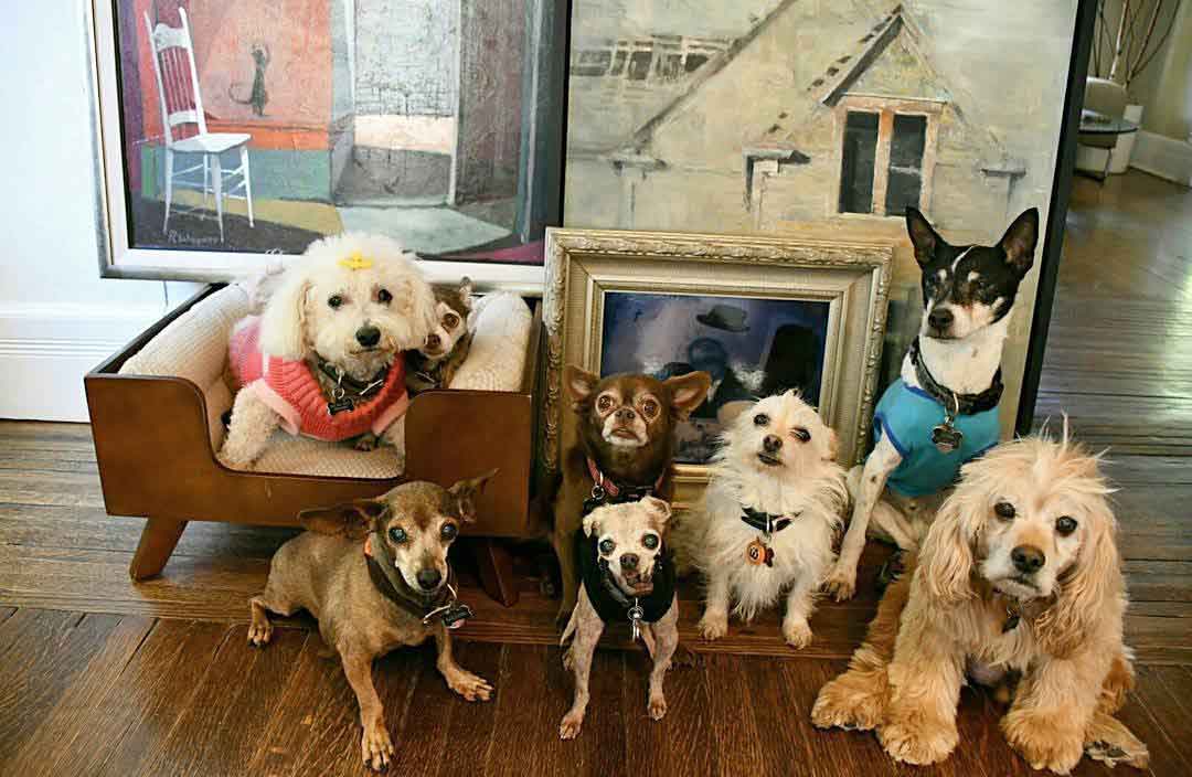 Un homme en deuil de la perte de son chien va à l'abri et adopte tous ...