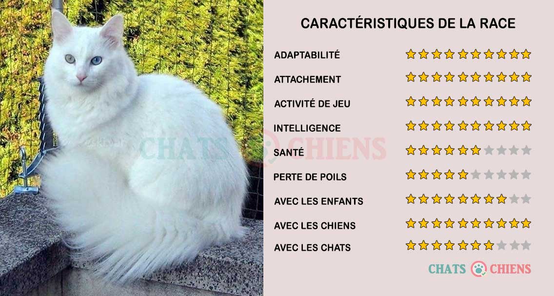 Angora turc : Caractéristiques – Caractère – Santé - Chats et Chiens