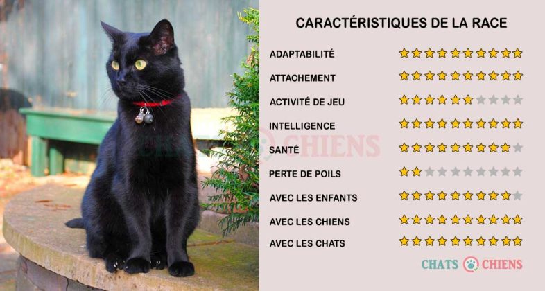 Bombay : Caractéristiques – Caractère – Santé - Chats et Chiens