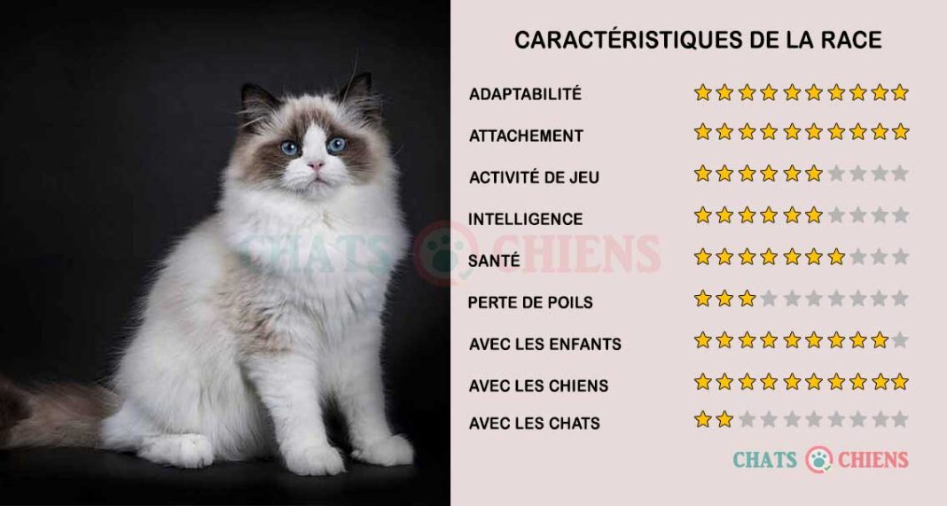 Ragdoll : Caractéristiques – Caractère – Santé - Chats et Chiens
