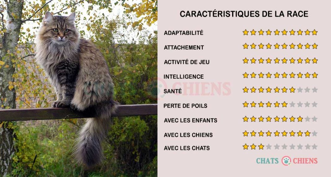 Sibérien : Caractéristiques – Caractère – Santé - Chats et Chiens
