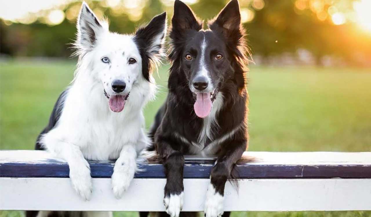 Les 5 Chiens Les Plus Intelligents Du Monde Chats Et Chiens Les 5 Chiens Les Plus Intelligents Du Monde Chats Et Chiens