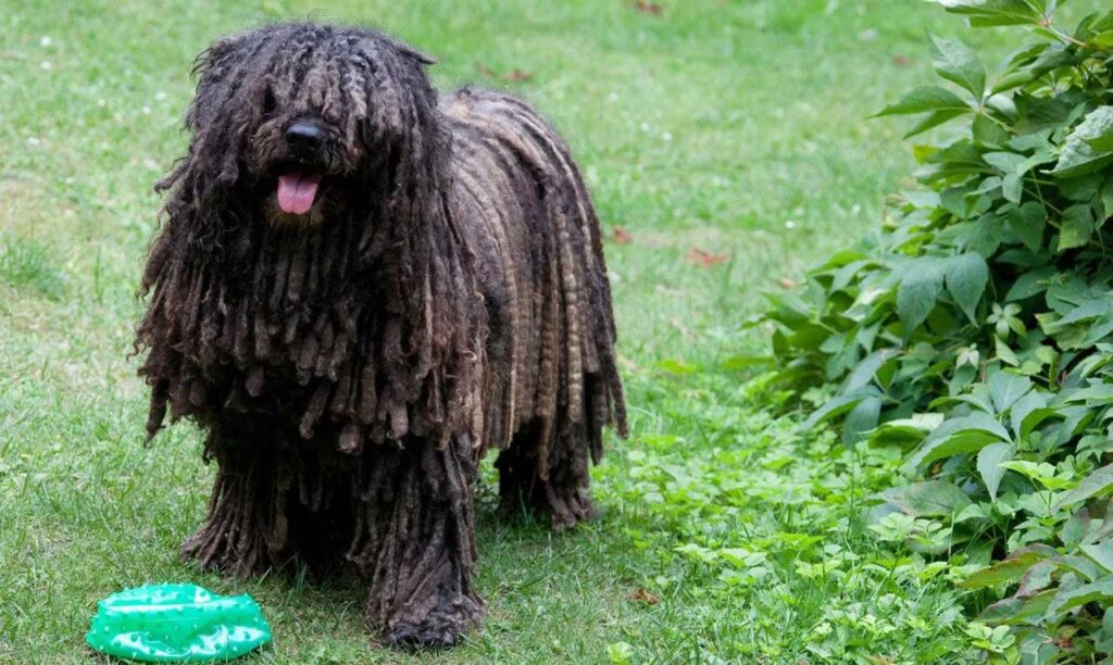 16 chiens à poil long que vous devez absolument voir - Chats et Chiens