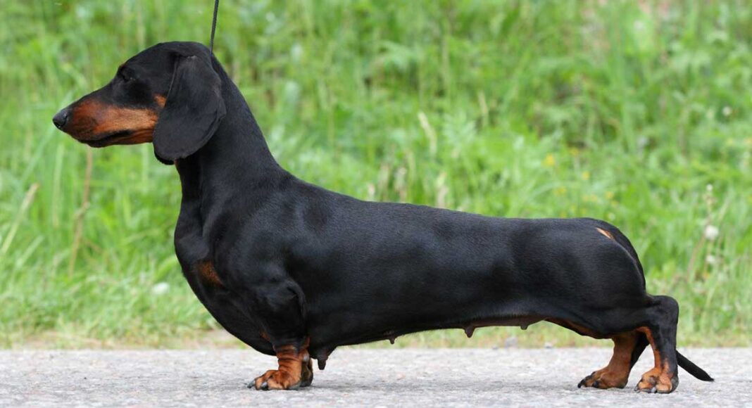 Teckel : Caractéristiques - Caractère - Santé - Chiens Chats