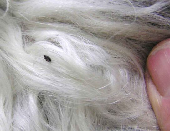 Les puces de chien peuvent causer plus que des démangeaisons - Chats et ...