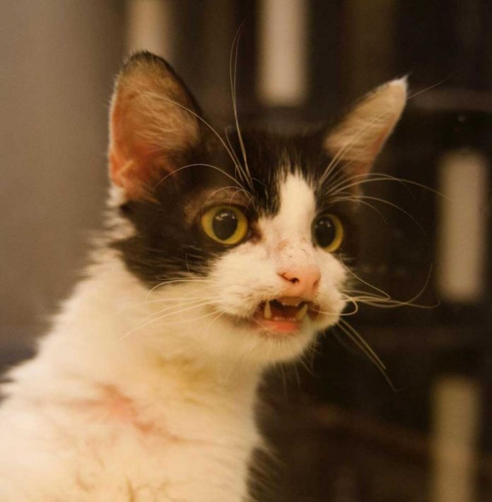 Une chatte sourit à tous ceux qui visitent le refuge espérant d’être ...