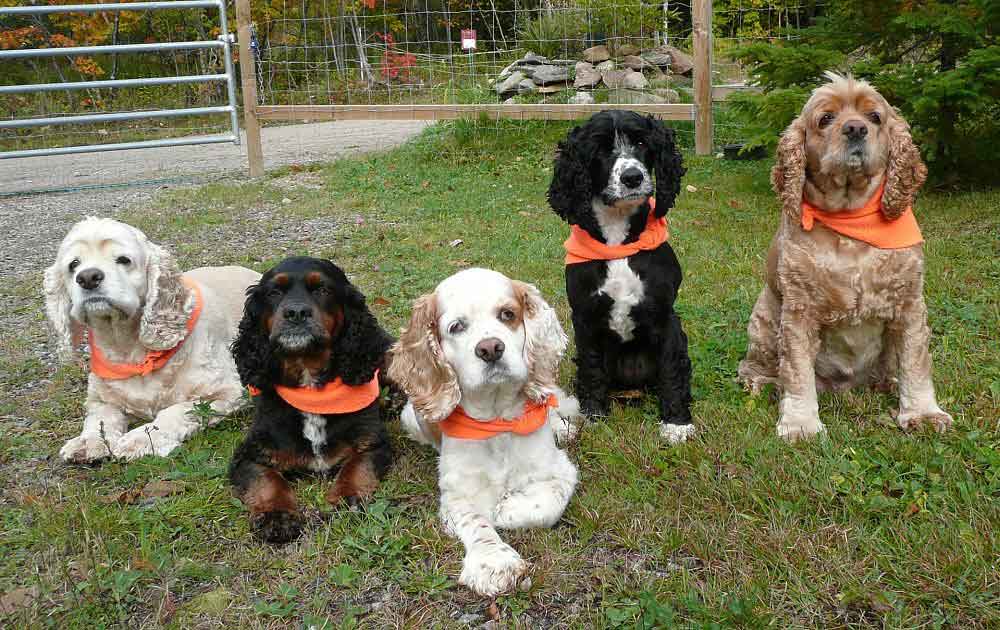 Cocker américain : Caractéristiques - Caractère - Santé - Chiens Chats