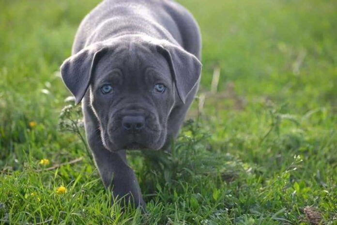 Chiots Cane Corso : Caractéristiques De Sélection, Alimentation Et ...