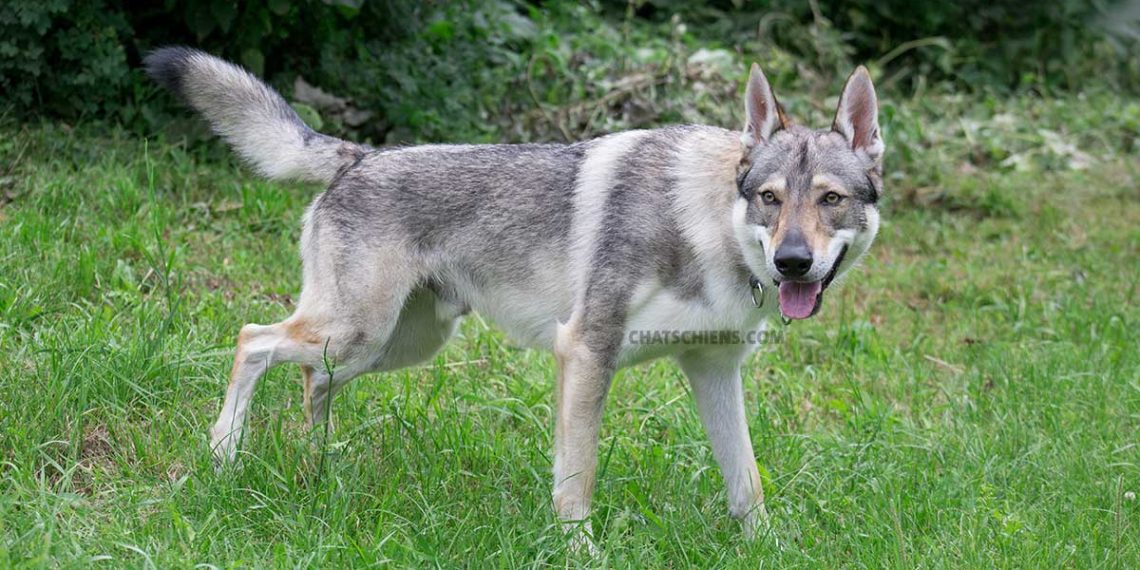 Chien Loup Tchécoslovaque : caractéristiques, caractère, santé ...
