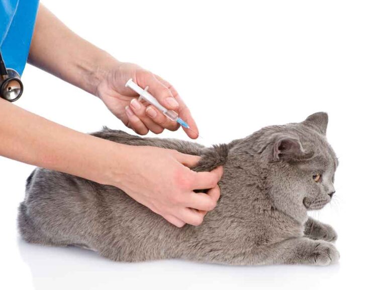 Diabète chez le chat: causes - symptômes - traitement | Chats et Chiens