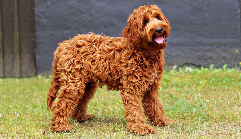 Labradoodle - Informations et caractéristiques de la race de chien