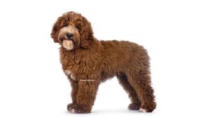 Labradoodle : caractéristiques, caractère, santé, alimentation et prix
