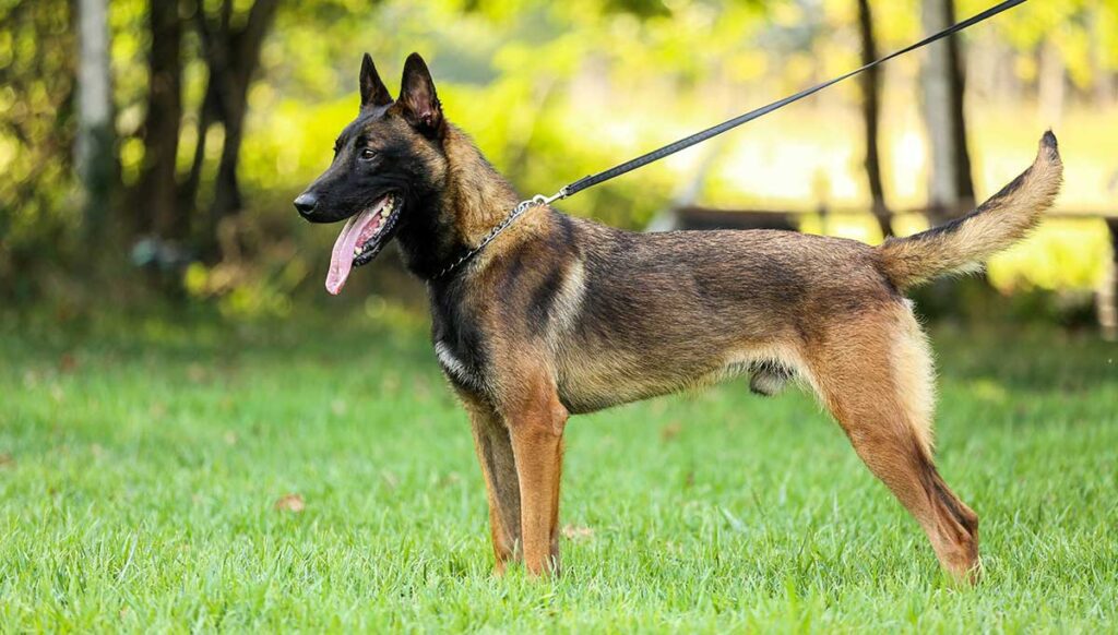 Berger Belge Malinois | Informations et faits - Chiens Chats
