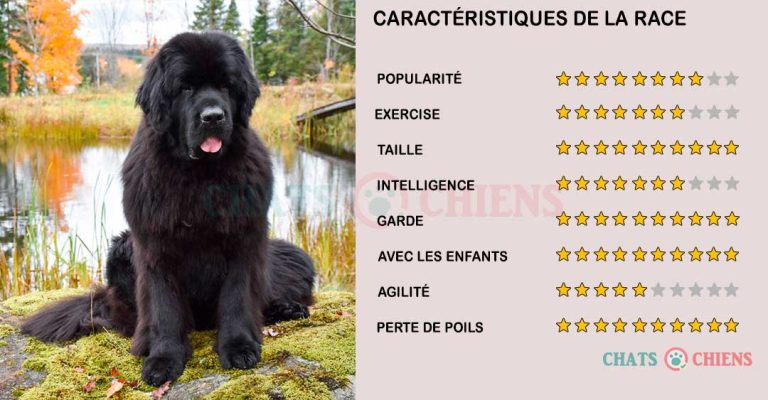 Terre-Neuve : Caractéristiques - Caractère - Santé - Chiens Chats