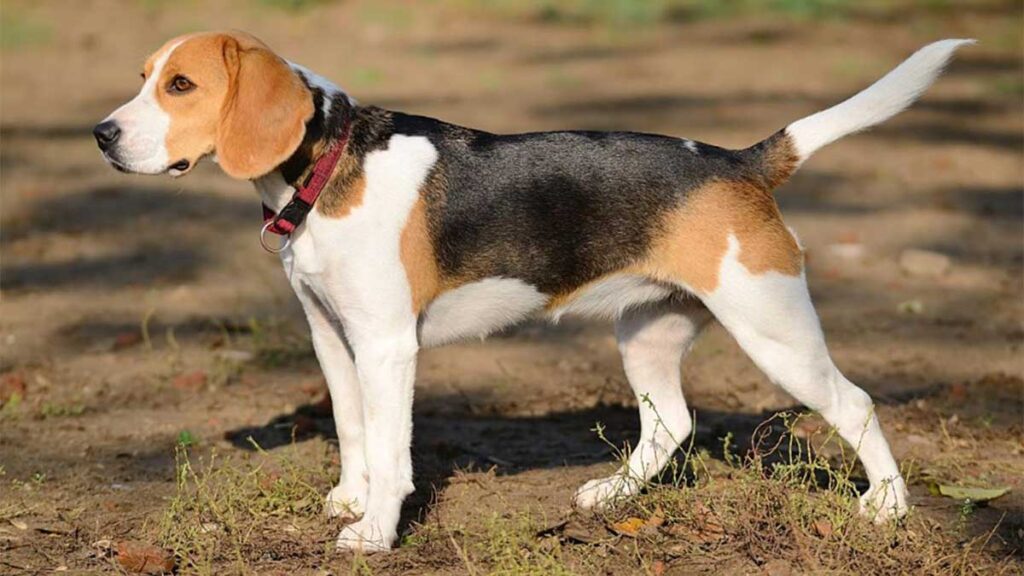 Beagle : Caractéristiques - Caractère - Santé - Chiens Chats