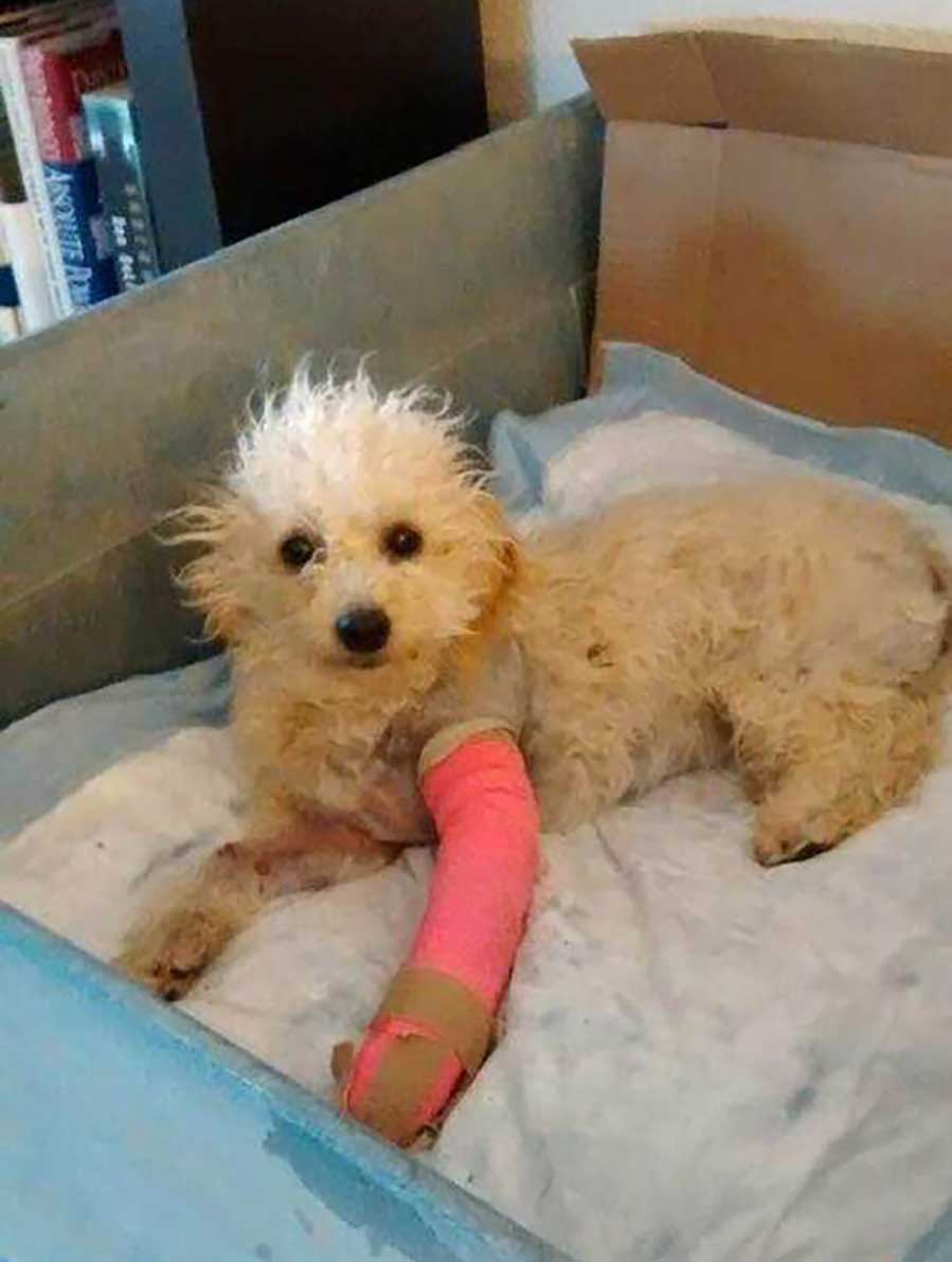 Cora la caniche et son rétablissement remarquable - Chats et Chiens