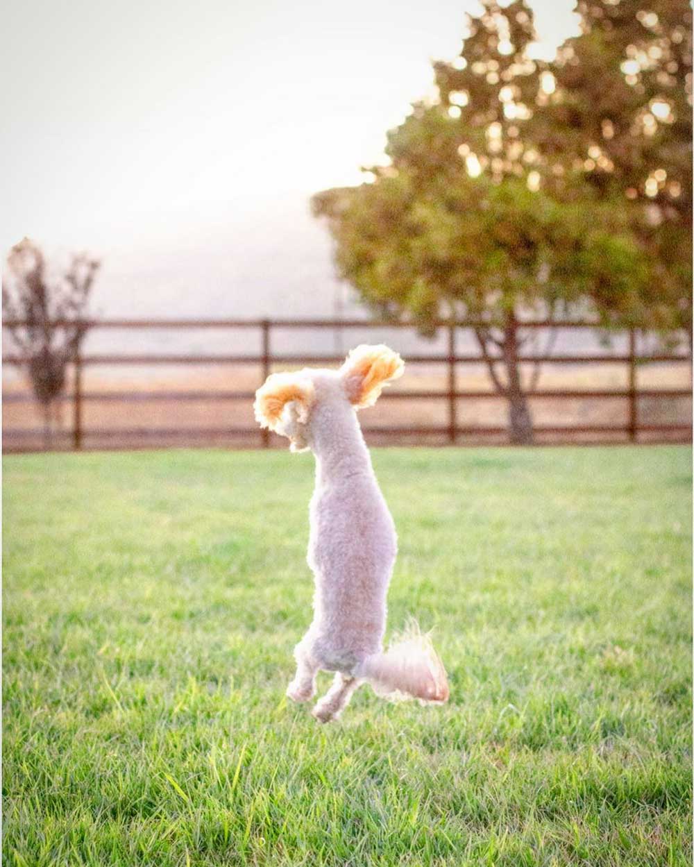 Cora la caniche et son rétablissement remarquable - Chats et Chiens