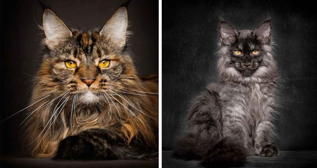 21 photos de Maine Coon par Robert Sijka - Chats et Chiens
