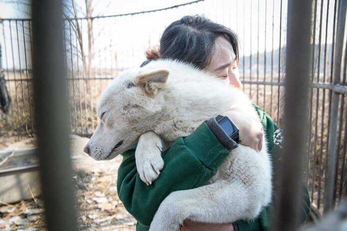 Classifié officiellement comme animal de compagnie: la Chine interdit ...