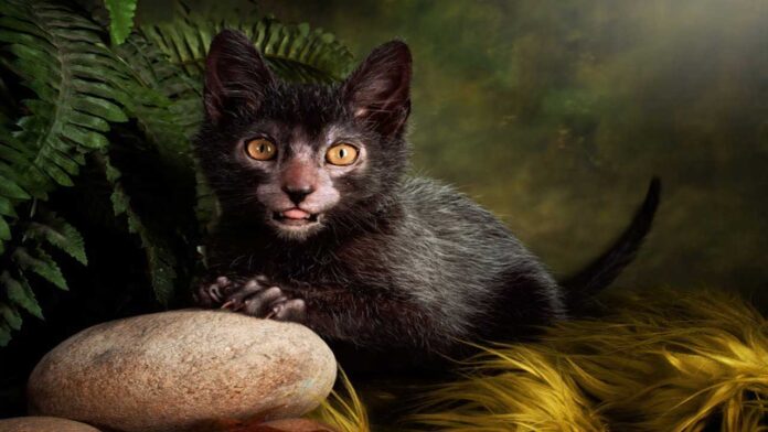 Races de chats rares, dont vous ignoriez peut-être l'existence - Chats ...